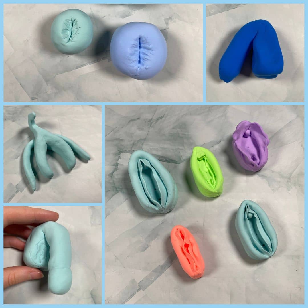DIY Reproductive System Models | Sex Ed Shop